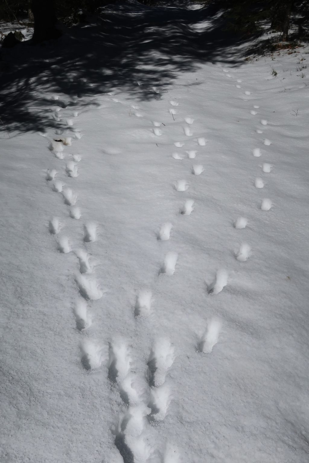 Des traces dans la neige... résolvons l'énigme ! - Accompagnateurs ...